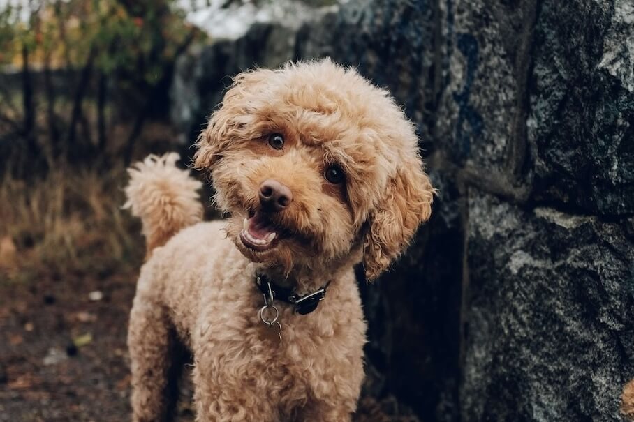 Der Puddel Infos über Die Rasse Paw Wow Blog