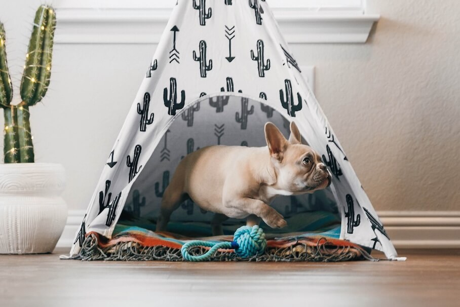 Erstausstattung Hund - Was braucht man? - PAW WOW Blog