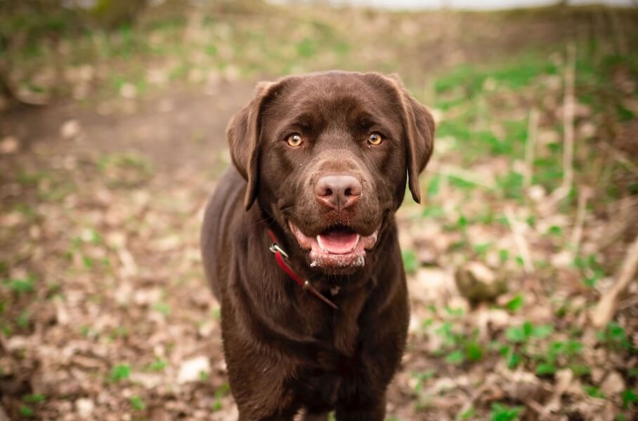 LABRADOR RETRIEVER - Ein treuer Begleiter mit einem sanften Herzen ...